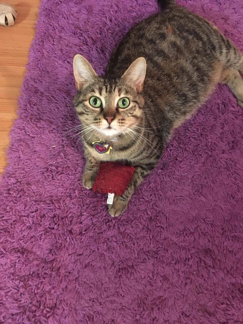 Explaining Autism: With Cats – Just Keep Stimming