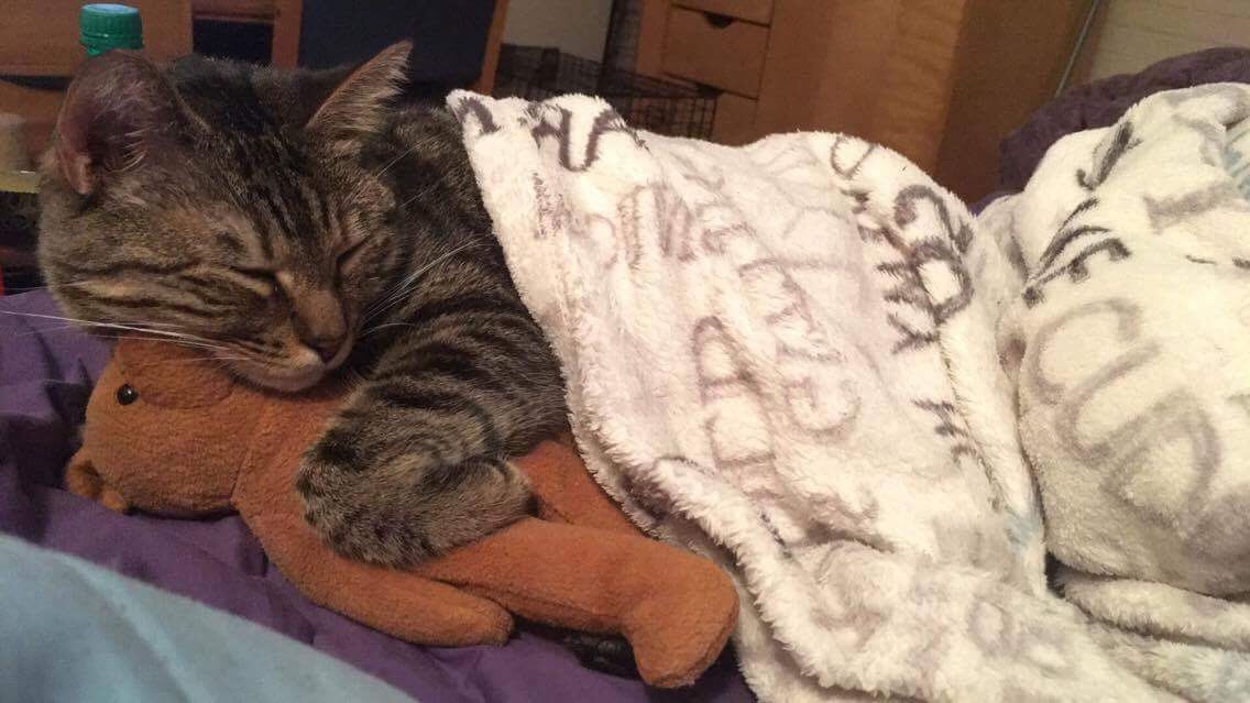 Explaining Autism: With Cats – Just Keep Stimming