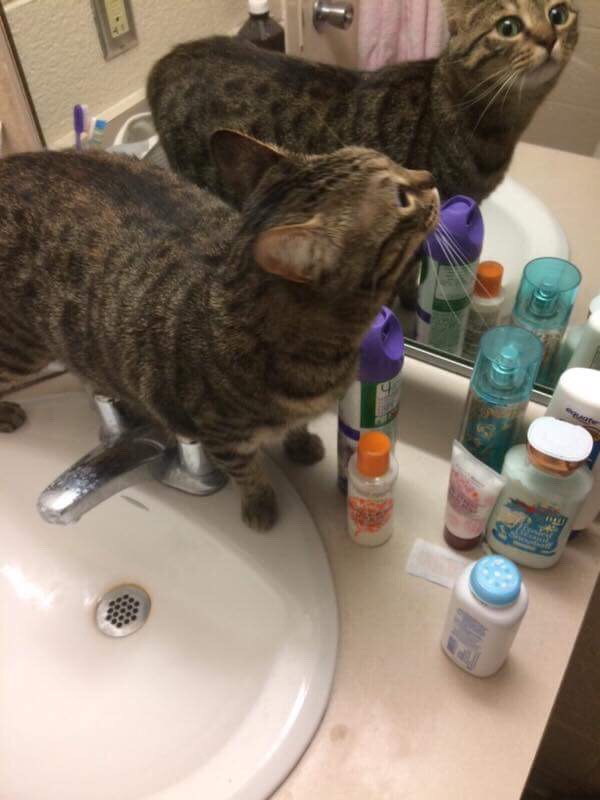 Explaining Autism: With Cats – Just Keep Stimming