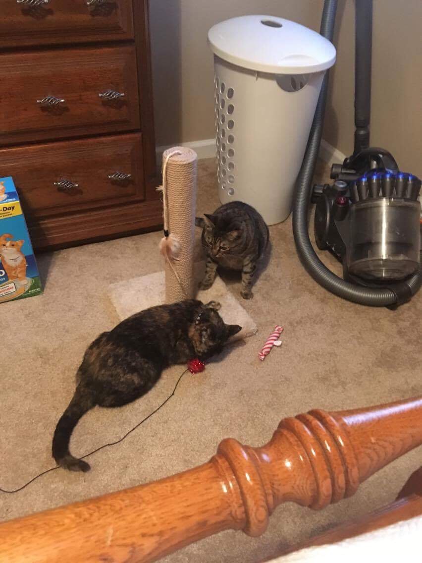 Explaining Autism: With Cats – Just Keep Stimming