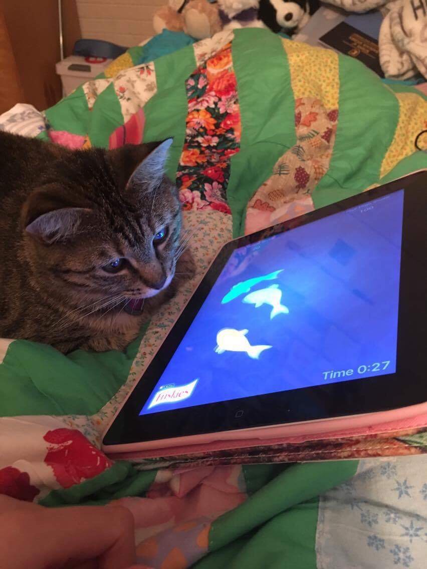 Explaining Autism: With Cats – Just Keep Stimming