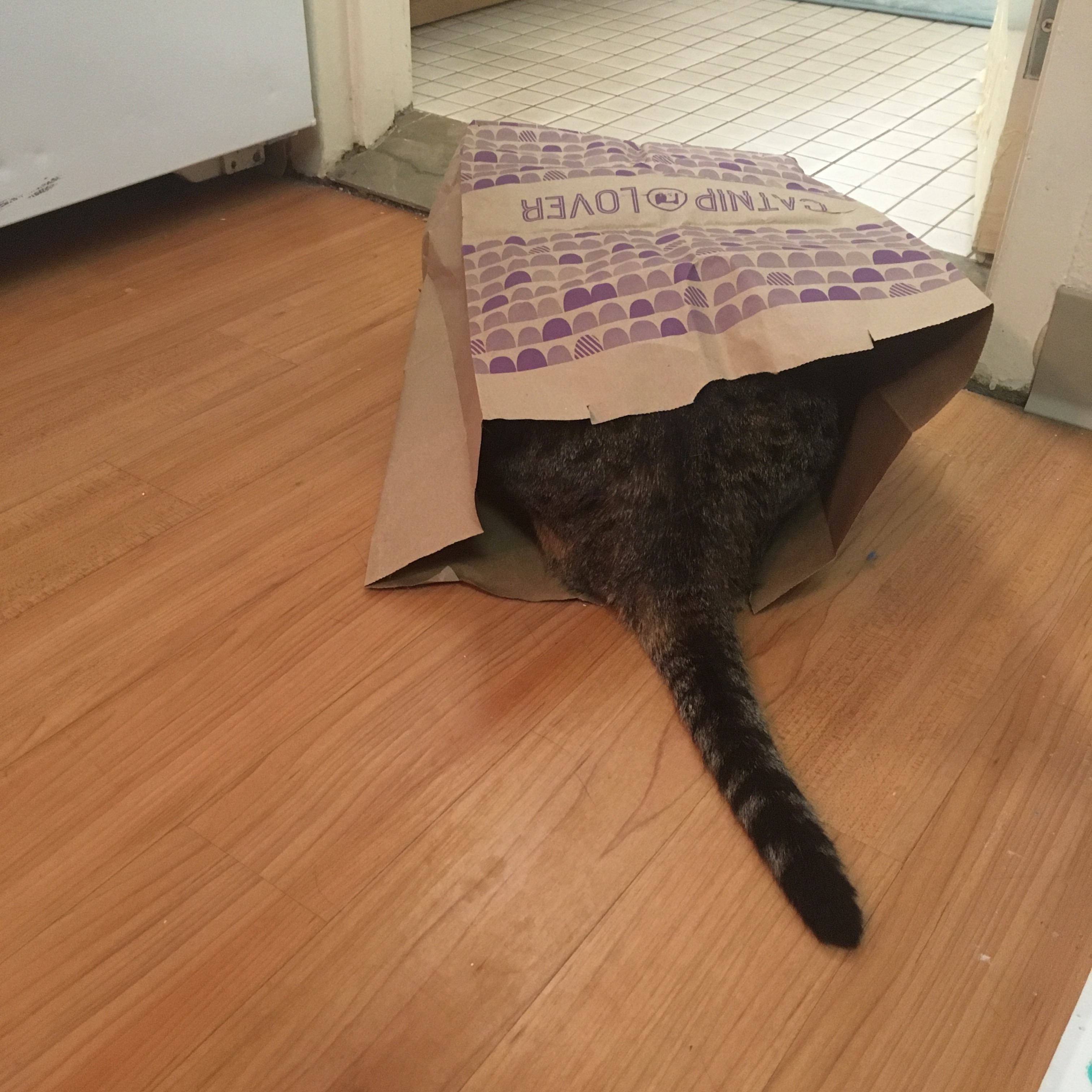 Explaining Autism: With Cats – Just Keep Stimming